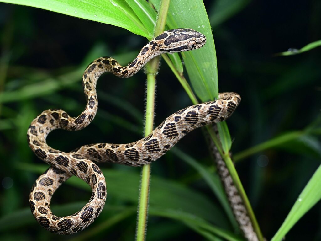 Many-spotted Cat Snake from 中国云南省西双版纳傣族自治州勐腊县 on August 25, 2023 at 11: ...