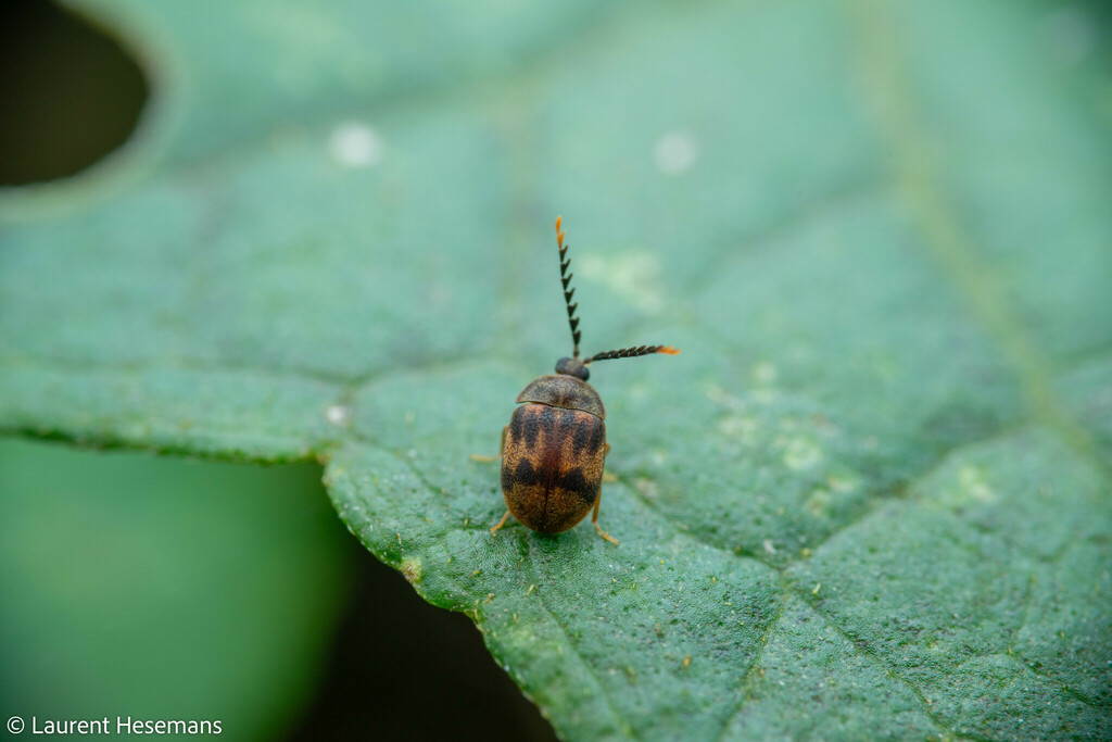 Water Penny Beetles from San José Province, Pérez Zeledón, Costa Rica ...