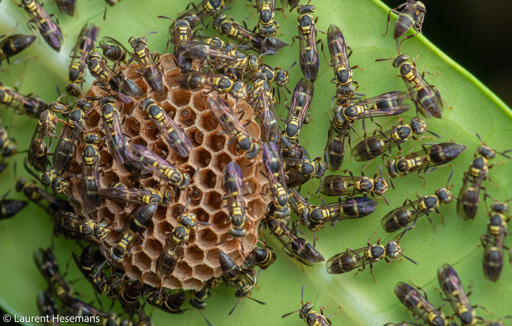 Honey Wasps and Allies from San José Province, Pérez Zeledón, Costa ...
