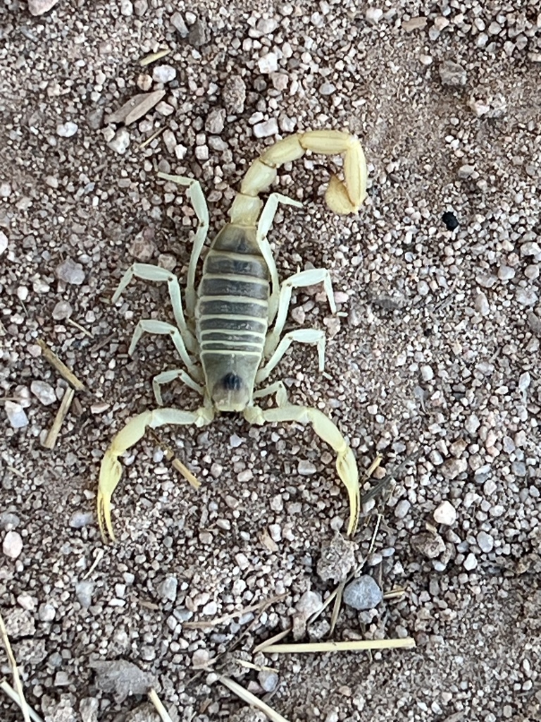 Desert Hairy Scorpion from Duvall Dr, Joshua Tree, CA, US on August 24 ...