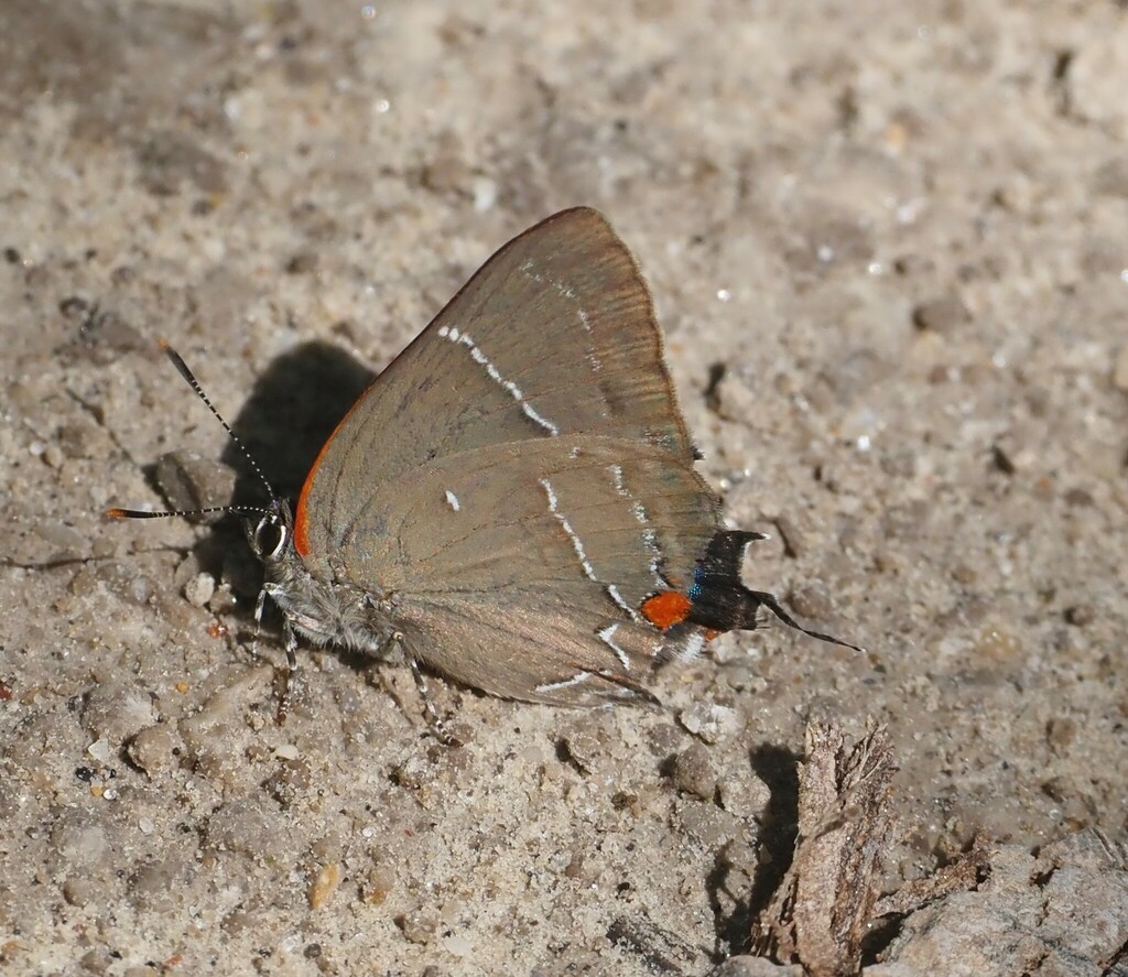 White M Hairstreak from Essex County, ON, Canada on August 28, 2023 at ...