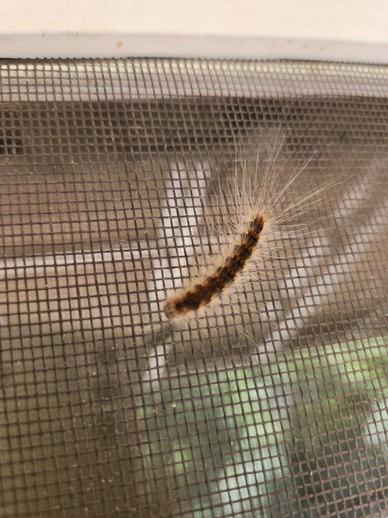 Fall Webworm Moth in August 2023 by Ashley Eden Kasnick · iNaturalist