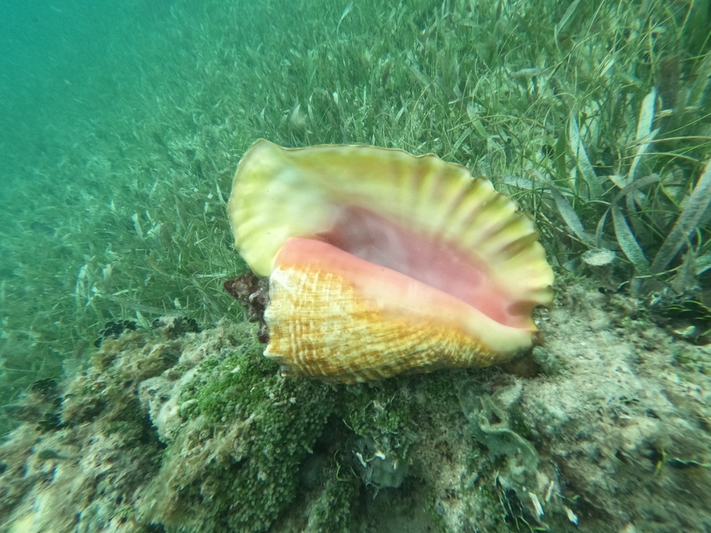 Queen Conch from Arrecifes de Puerto Morelos, Q. Roo on August 27, 2023 ...