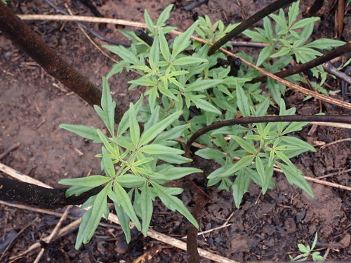 Observations by tstyle · iNaturalist