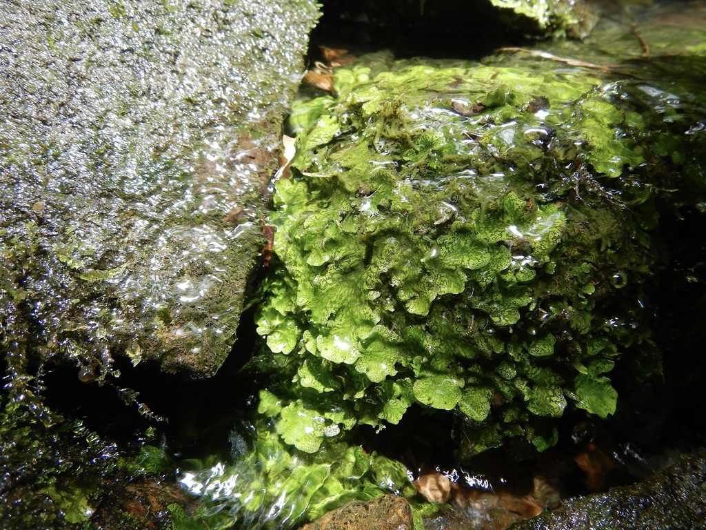 Monoclea gottschei from Mameyes II, Río Grande 00745, Puerto Rico on ...