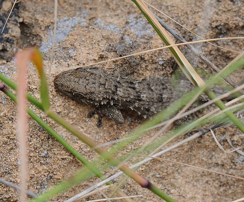Moorish Gecko from Binimella Beach, Menorca, Balearic Islands on April ...