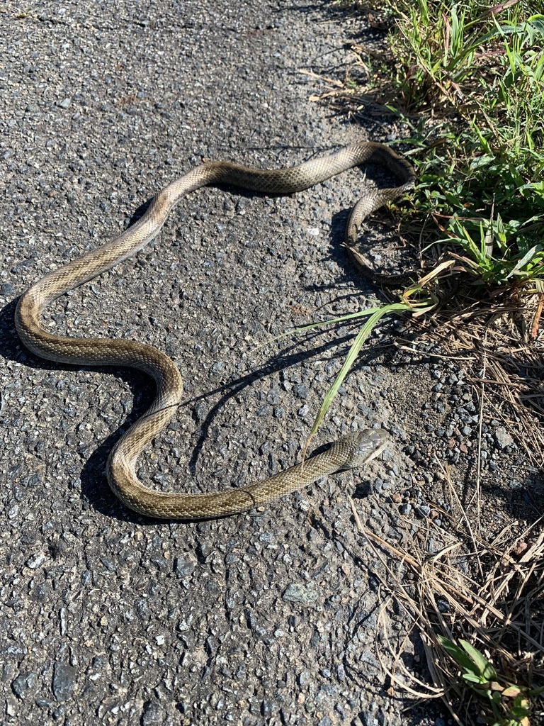 Japanese Ratsnake from Mananjoshimo, Tambasasayama, Hyogo, JP on August ...