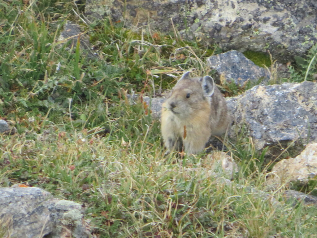 American Pika from Colorado, USA on August 28, 2023 at 11:09 AM by Ken ...