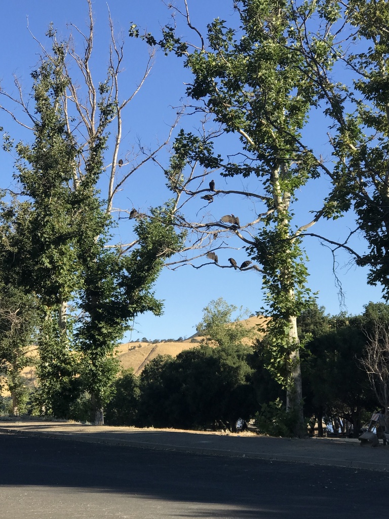 Turkey Vulture from Del Valle Regional Park, Alameda County, US-CA, US ...