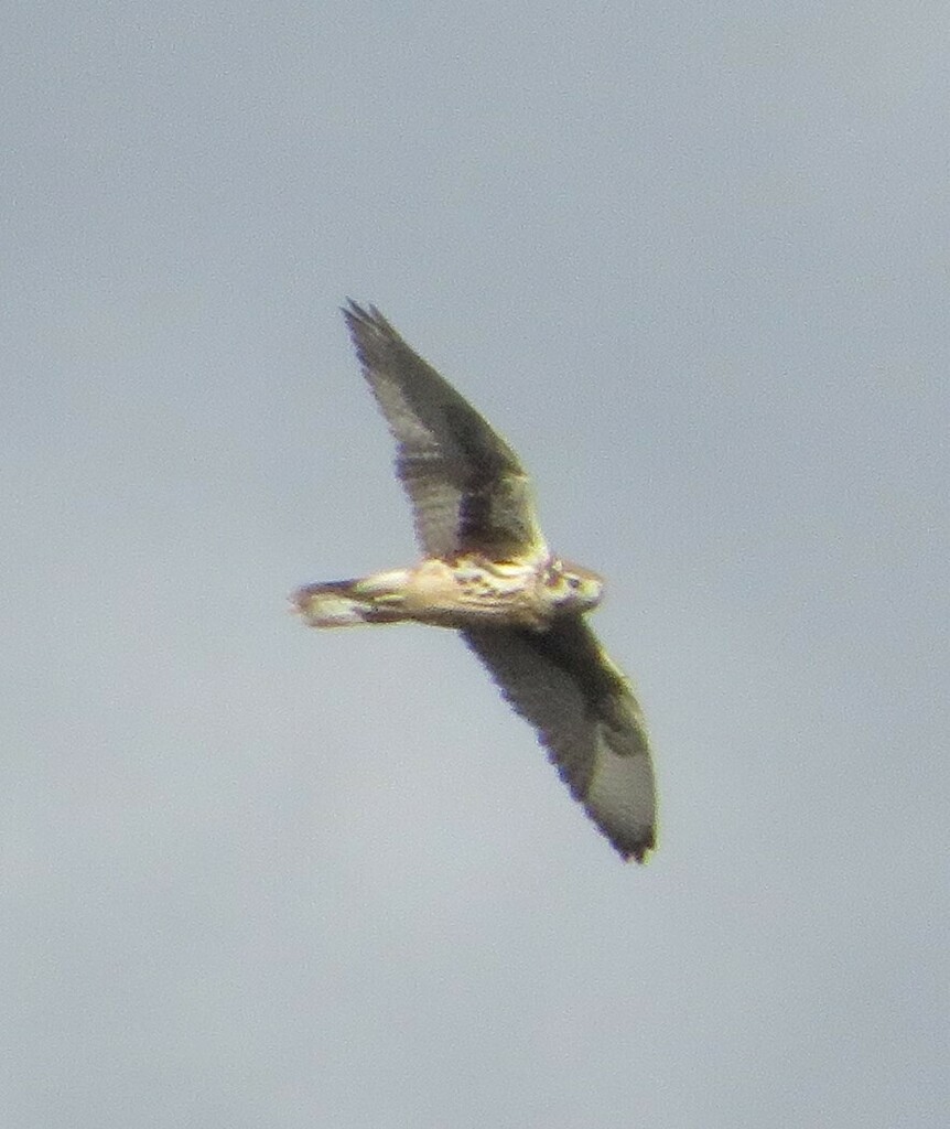 Prairie Falcon from Colorado, USA on August 28, 2023 at 09:16 AM by Ken ...