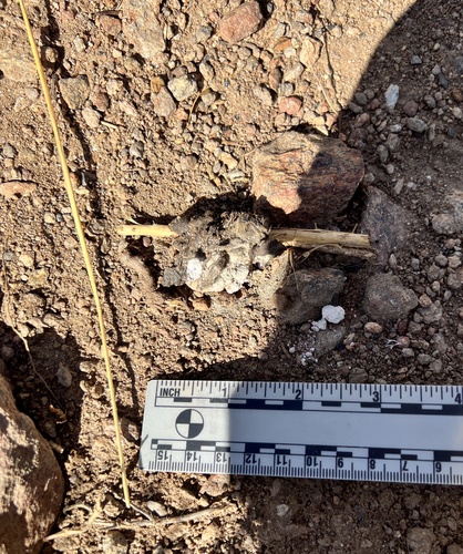 iNaturalist Tracking Database – NatureTracking