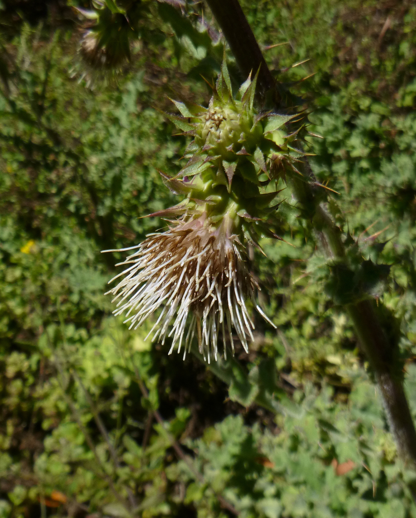 crystal springs fountain thistle in August 2023 by KenH. On serpentine ...