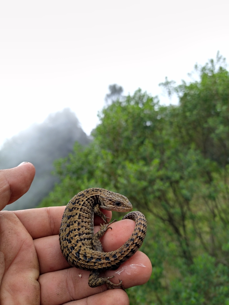 Transvolcanic Alligator Lizard in August 2023 by El Nahual lagarto ...