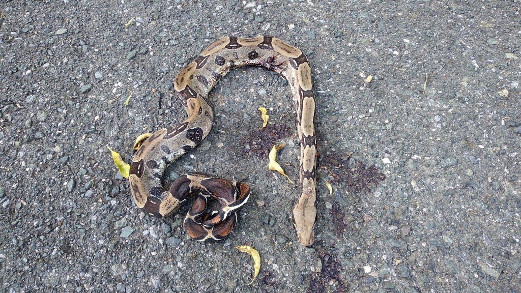 Boa Constrictor from Tobago, Trinidad and Tobago on August 28, 2023 at ...