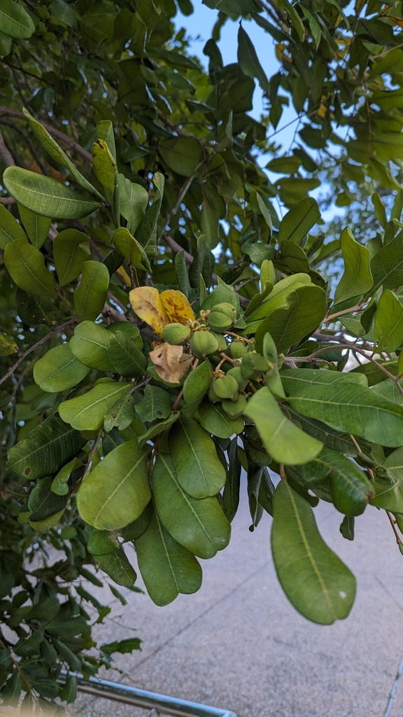 Tuckeroo from Maroochydore QLD 4558, Australia on August 29, 2023 at 08 ...