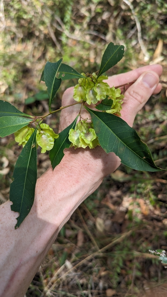 Common Hop Bush from Alexandra Headland QLD 4572, Australia on August ...
