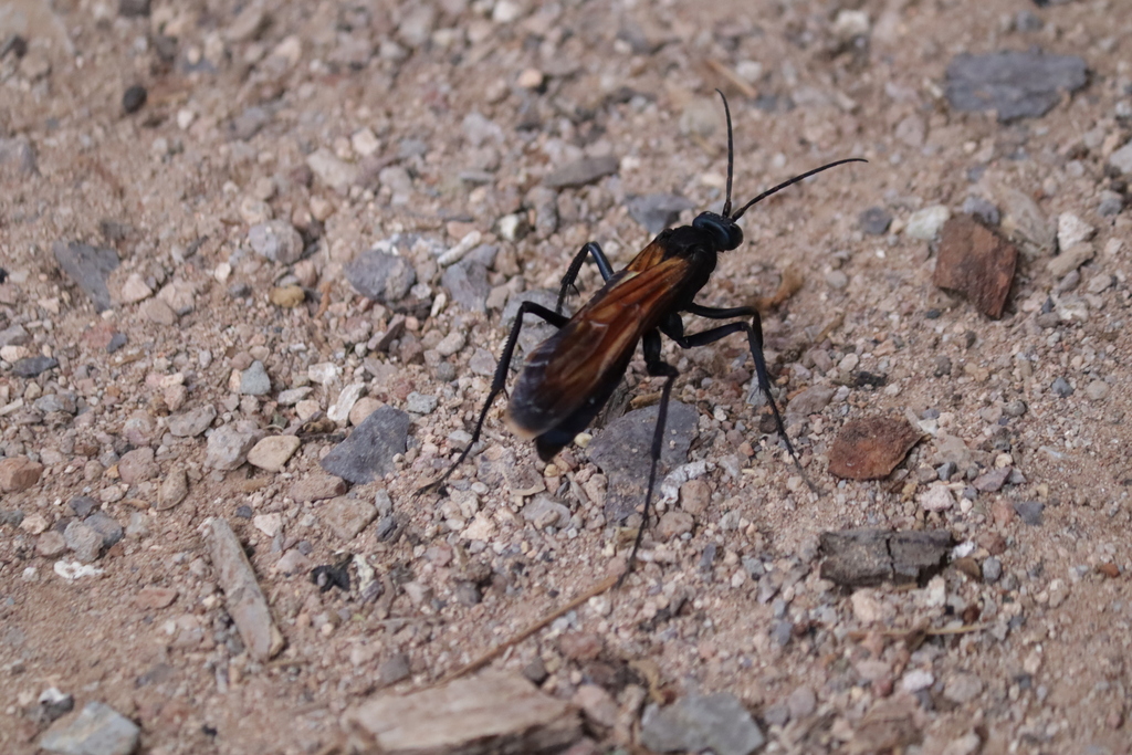 Thisbe's Tarantula-hawk Wasp from 223 NM-80, Rodeo, NM 88056, United ...