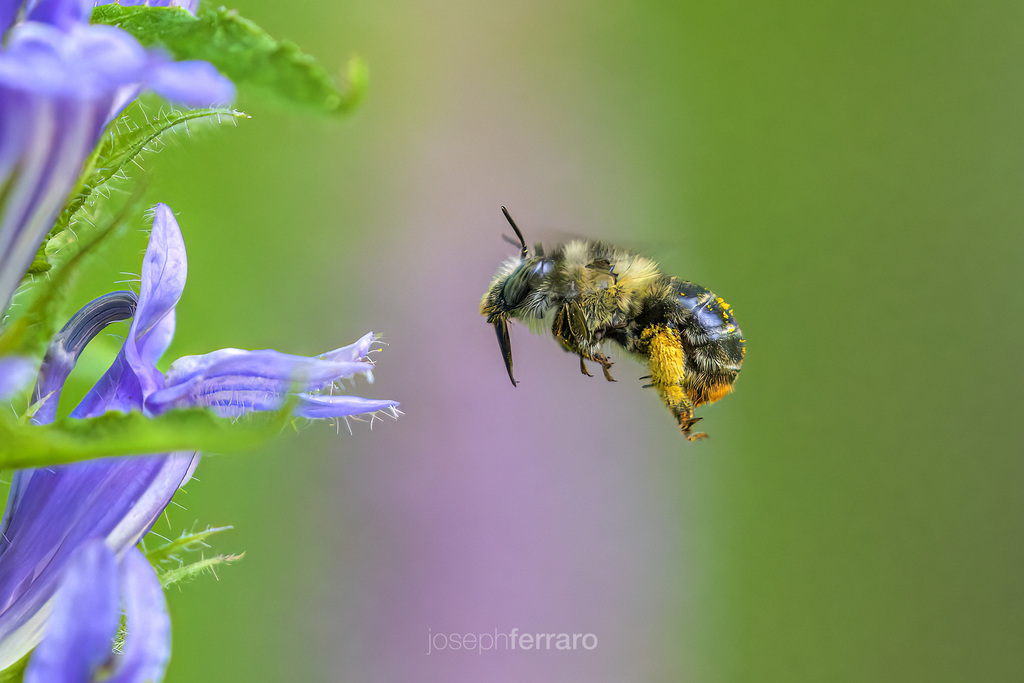 Orange-tipped Wood-digger from Ferndale, MI 48220, USA on August 20 ...