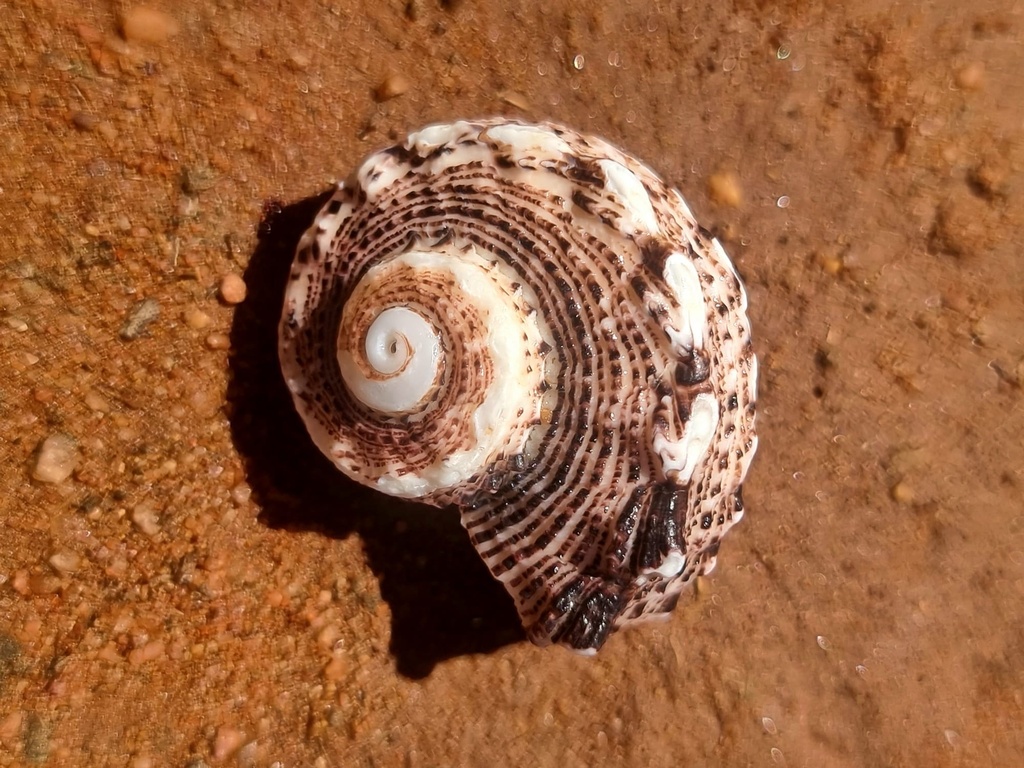 Angaria from Indian Ocean, Port Hedland, WA, AU on August 28, 2023 at ...