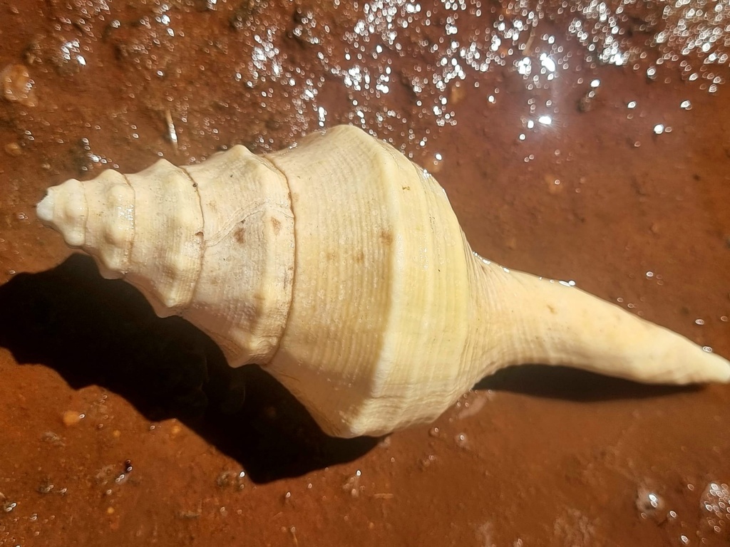Australian Trumpet from Indian Ocean, Port Hedland, WA, AU on August 28 ...