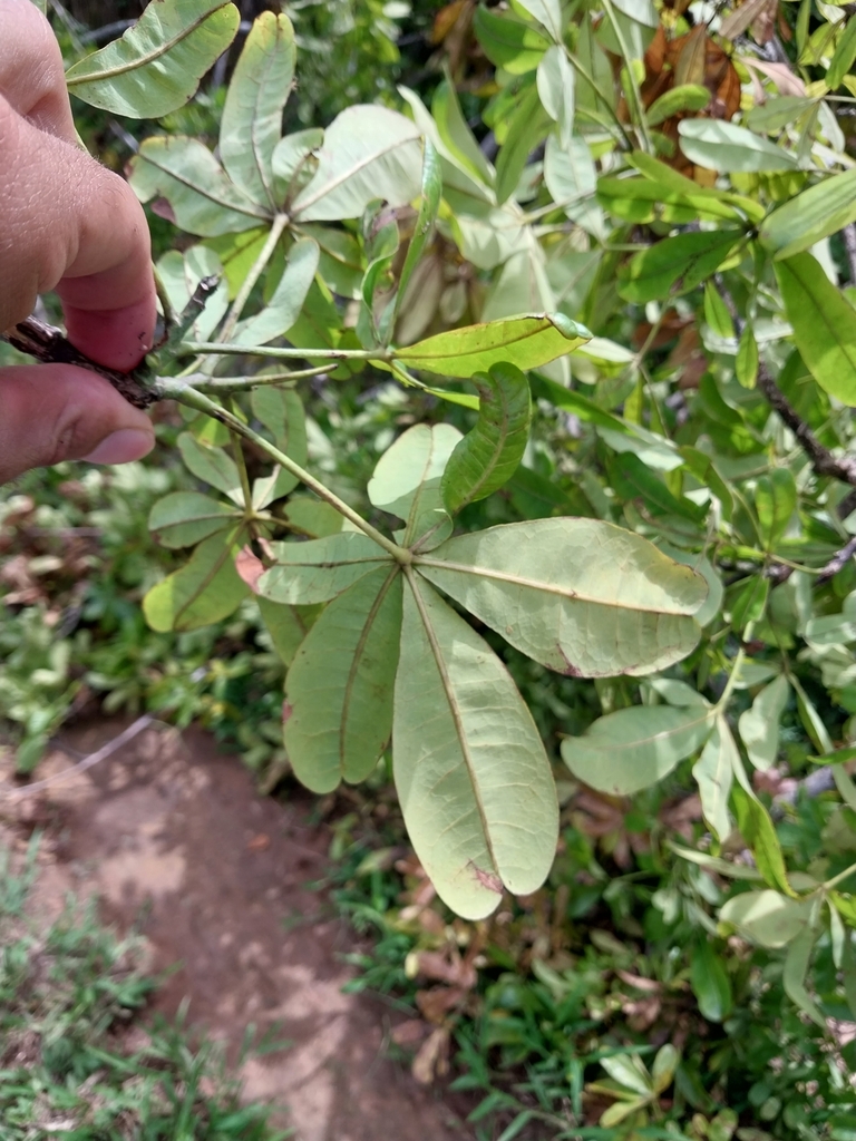 Pachira sessilis from Pittier, Provincia de Puntarenas, Coto Brus ...