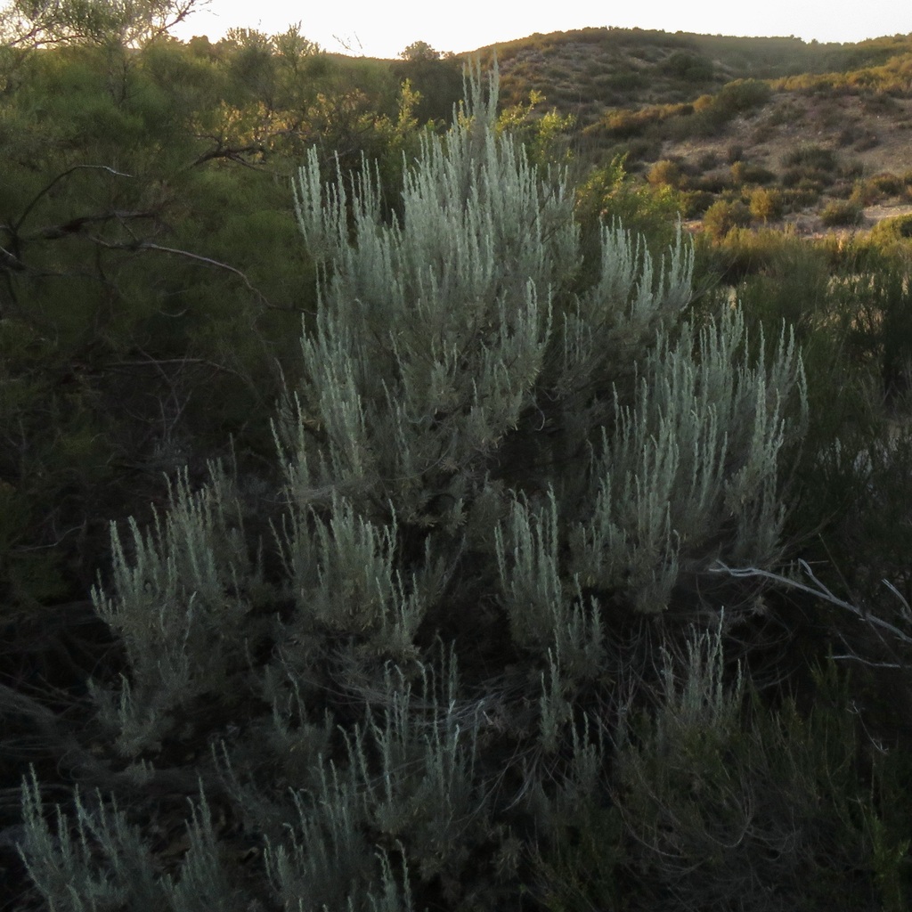 Big Sagebrush from Riverside County, CA, USA on May 9, 2022 at 07:03 PM ...