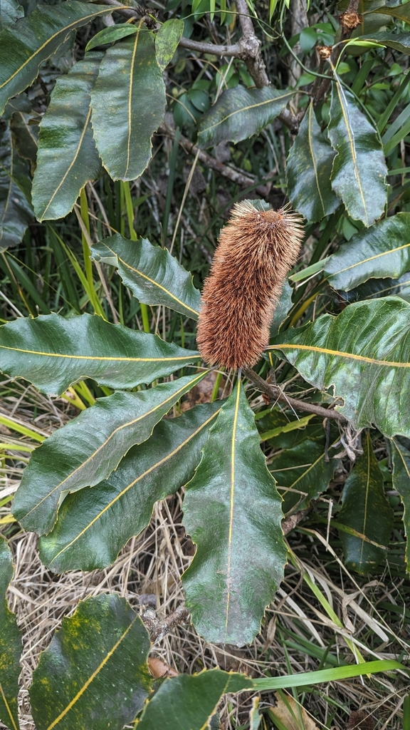 Swamp Banksia from Yandina QLD 4561, Australia on August 29, 2023 at 03 ...