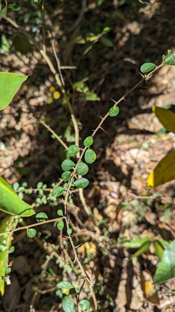 Cockspur Thorn from Mapleton QLD 4560, Australia on August 29, 2023 at ...