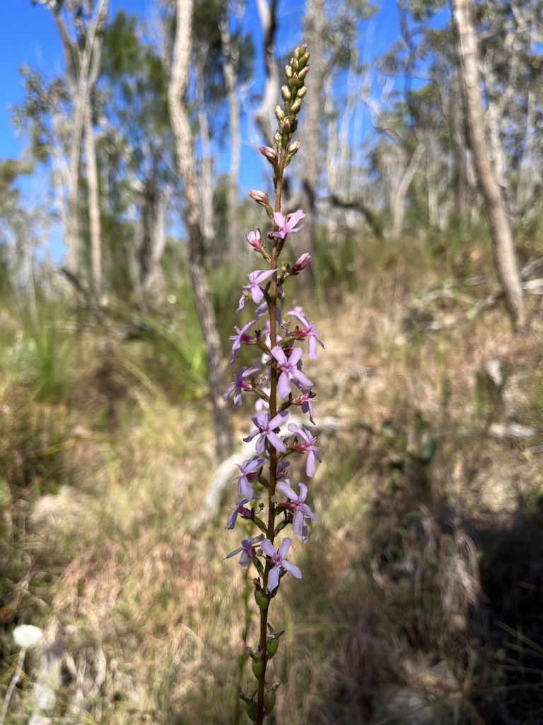 Grass Triggerplant from Watsonville, QLD, AU on August 29, 2023 at 09: ...