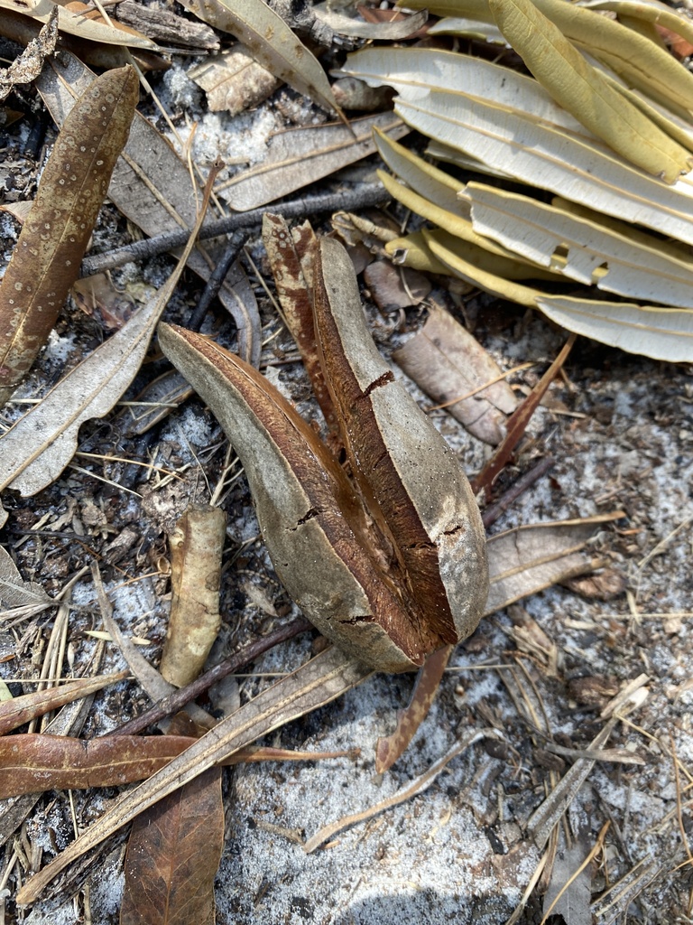 dicots from K’gari (Fraser Island) Recreation Area, Eurong, QLD, AU on ...
