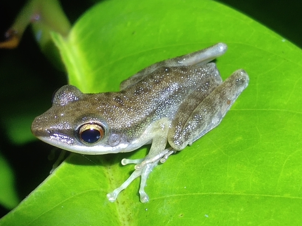 Typical Frogs from Kebun Raya Samarinda on August 25, 2023 at 11:36 PM ...