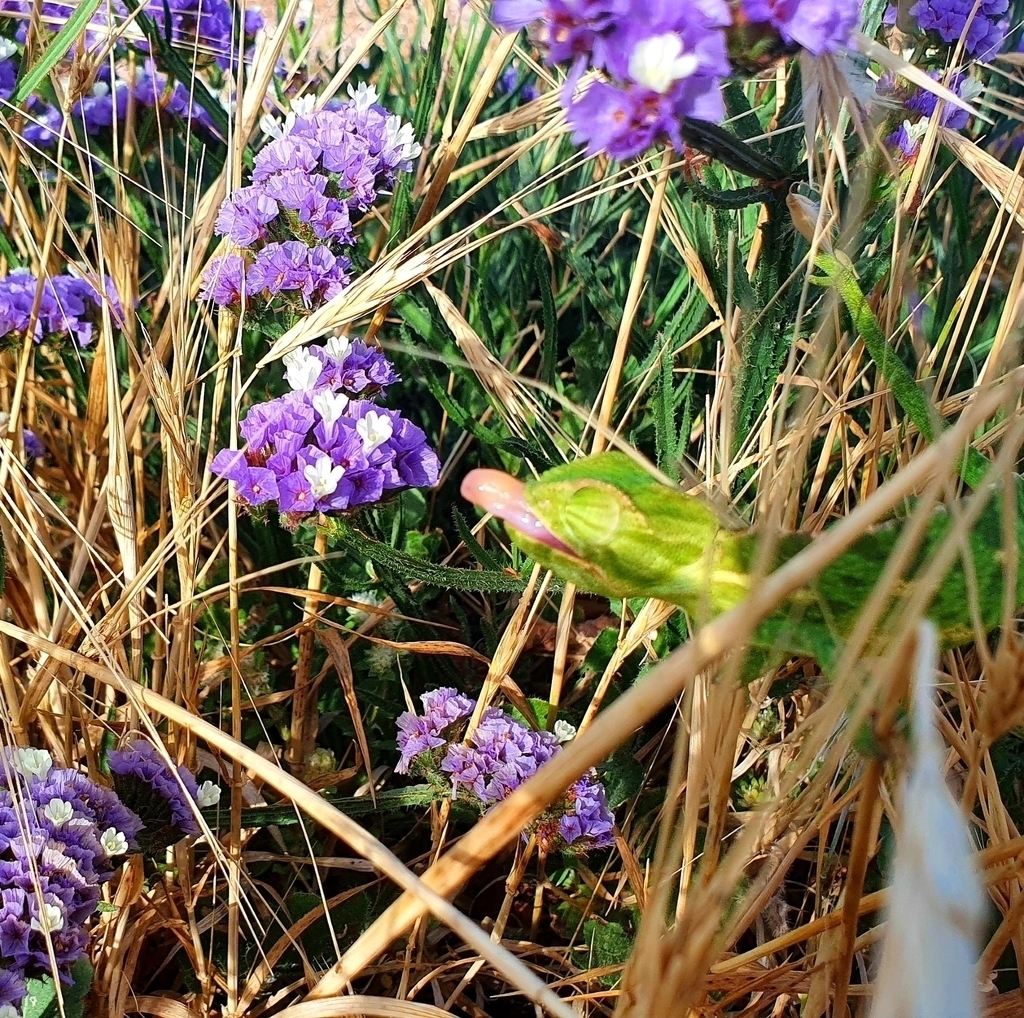 Common Chameleon from Институт океанографии, תל שקמונה, חיפה, 3108000 ...