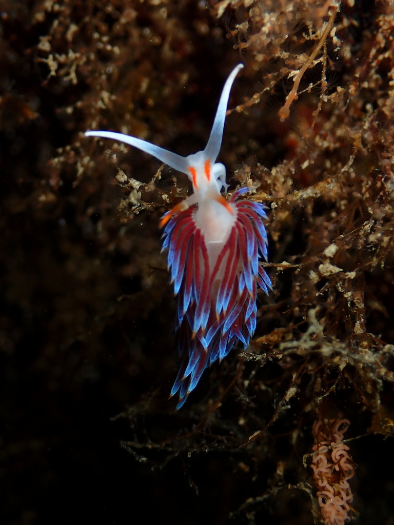 Wandering Cratena from Via Panoramica, 60123 Ancona AN, Italy on June ...