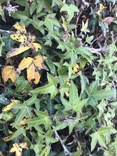 Observations by wfam_adventures · iNaturalist