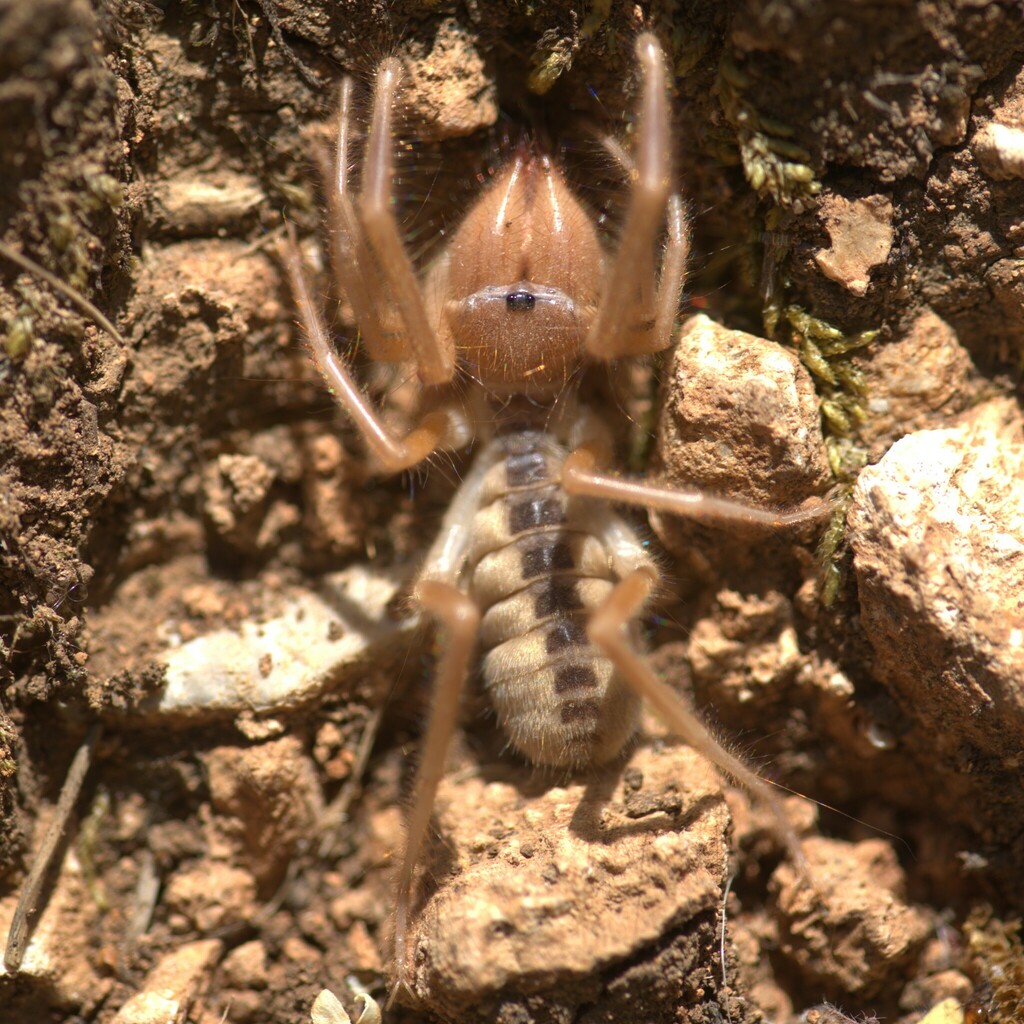 Scorpion-Spiders from Seydikemer/Muğla, Türkiye on June 21, 2013 at 11: ...