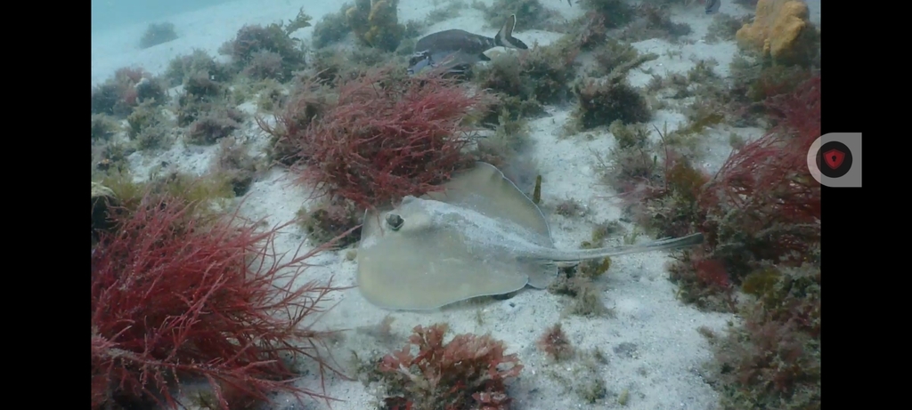 Common Stingaree from Port Stephens, AU-NS, AU on August 25, 2023 by ...