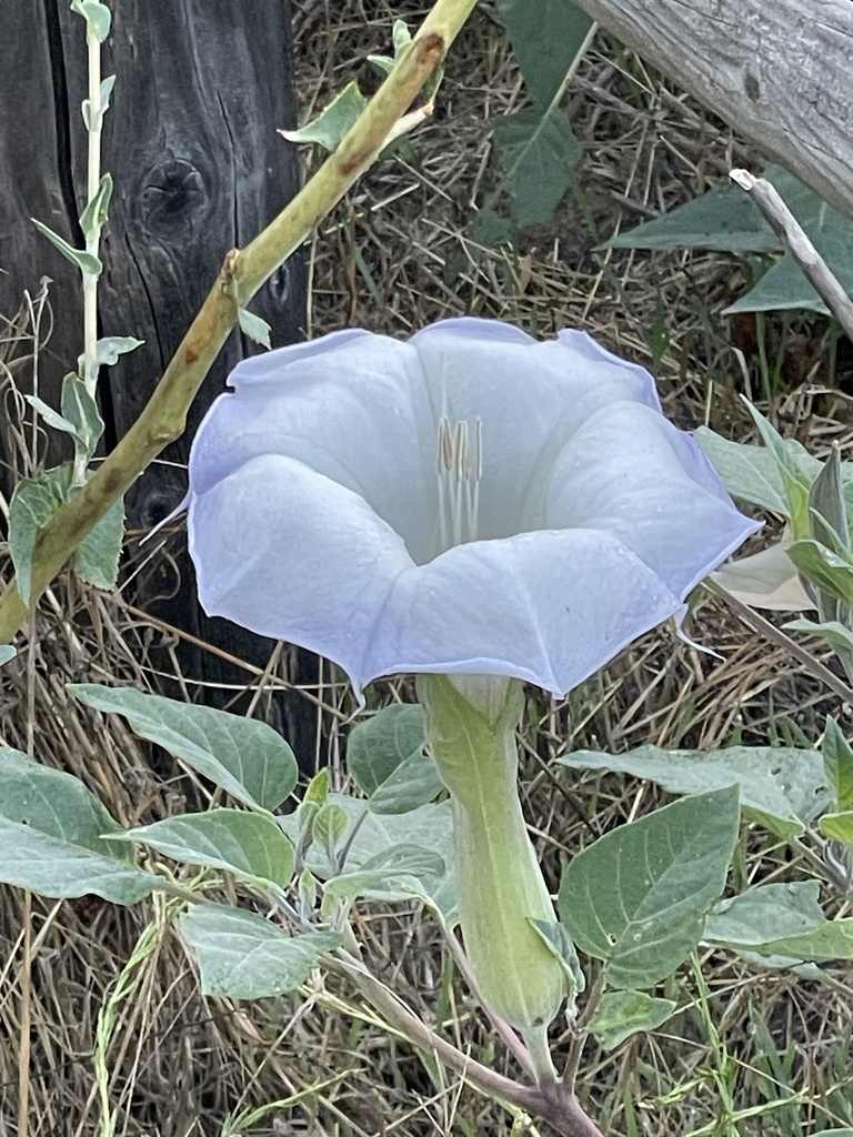 Sacred Datura from Mission Trails Regional Park, San Diego, CA, US on ...