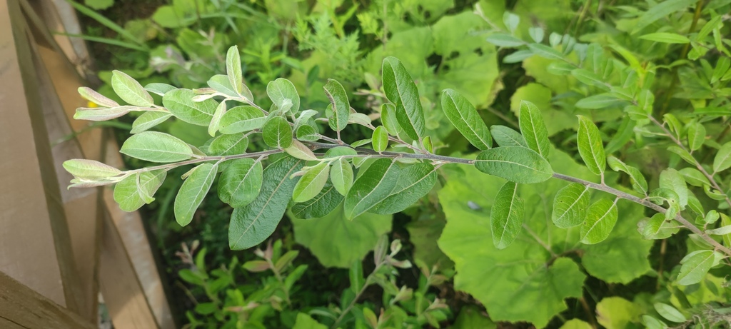 Rusty Willow from Garzê Tibetan, CN-SC, CN on August 10, 2022 at 05:03 ...