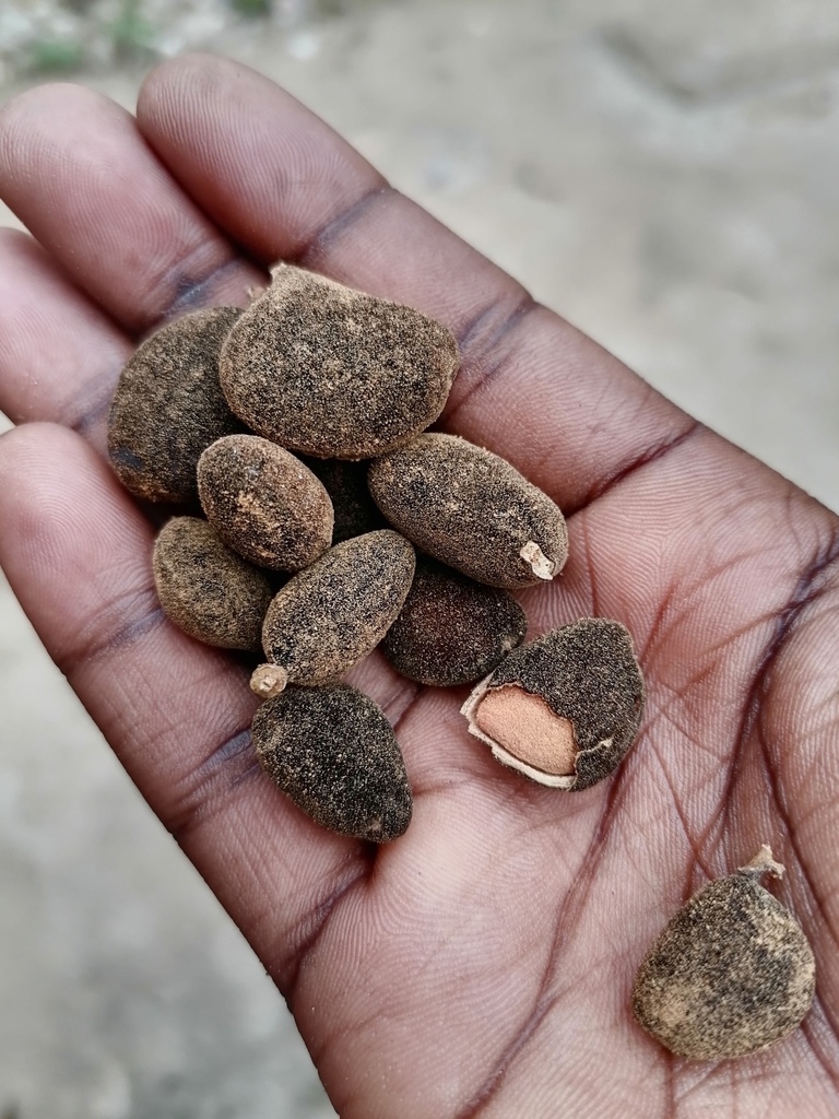 Dialium guineense from Dutse, Jigawa, Nigeria on August 29, 2023 at 04: ...