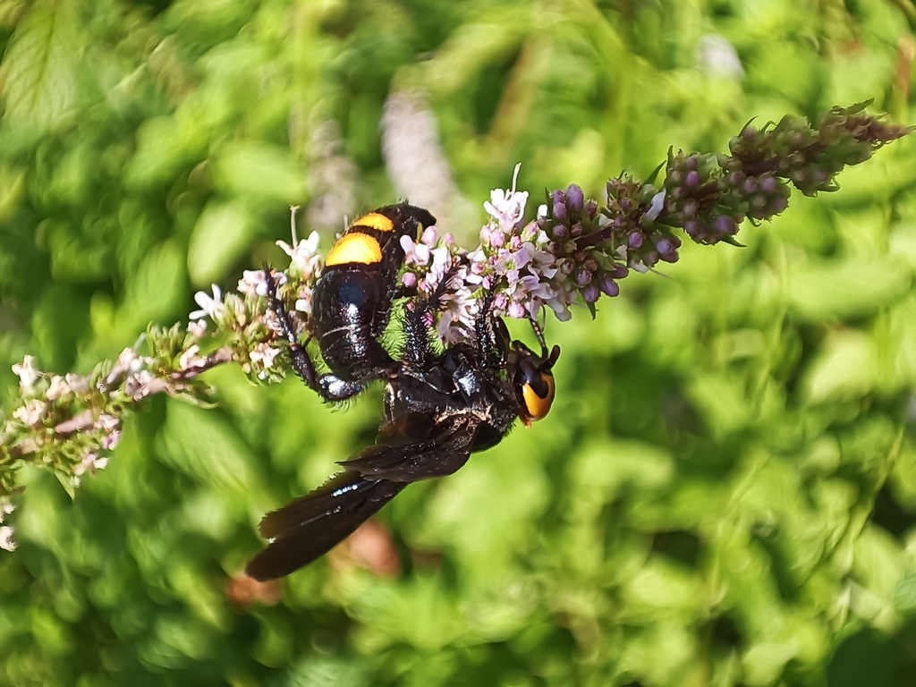 Scolia anatoliae from Stavromenos, Řecko on August 29, 2023 at 06:05 PM ...