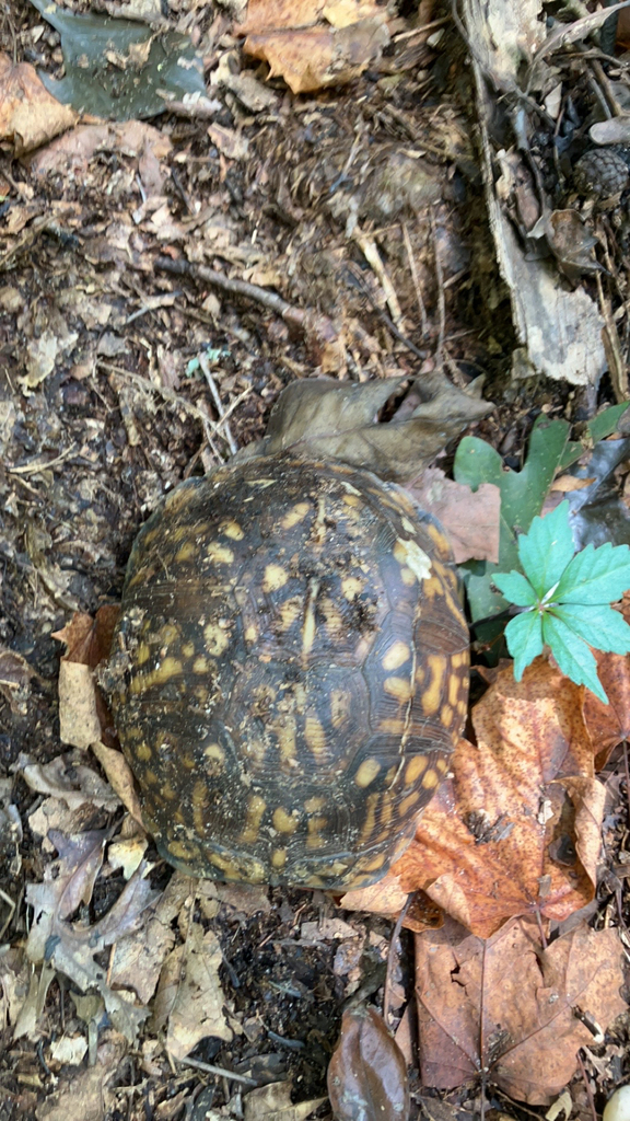 Common Box Turtle in August 2023 by Hillary Marler · iNaturalist