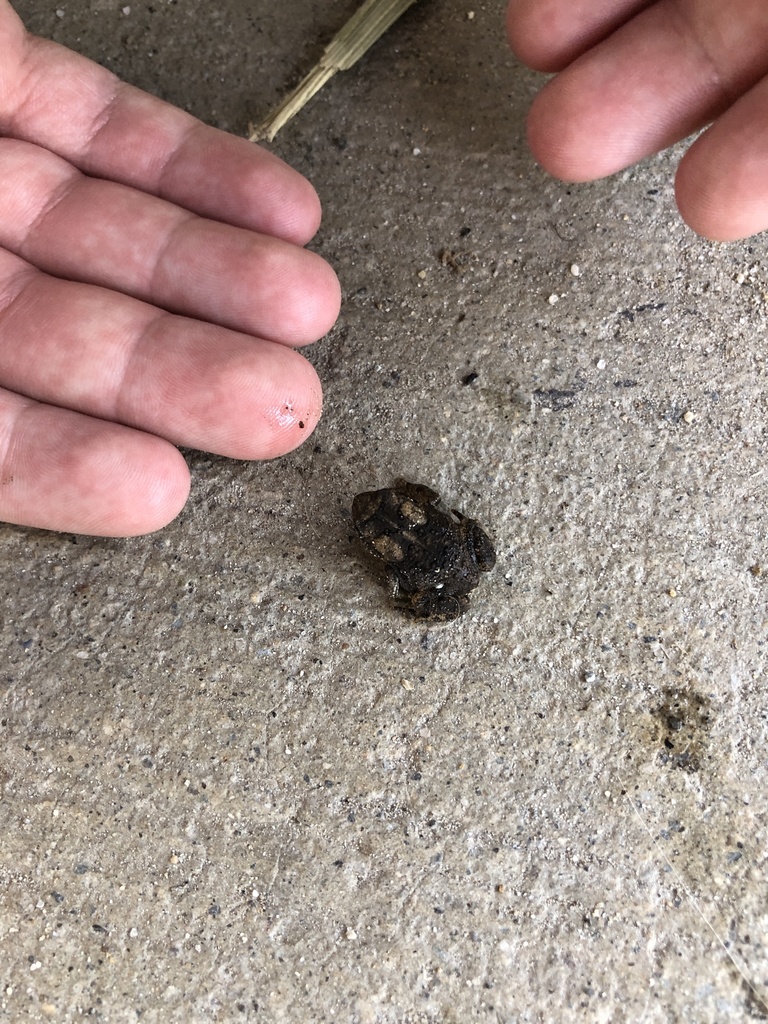 North American Toads from Gould Rd, Monterey, MA, US on August 29, 2023 ...