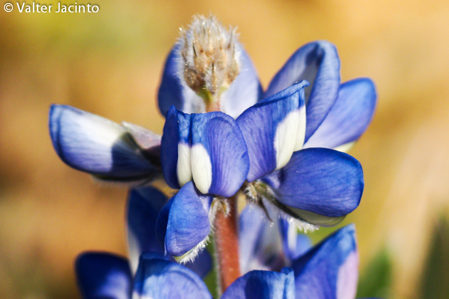 (Faboideae) - Botanical Realm