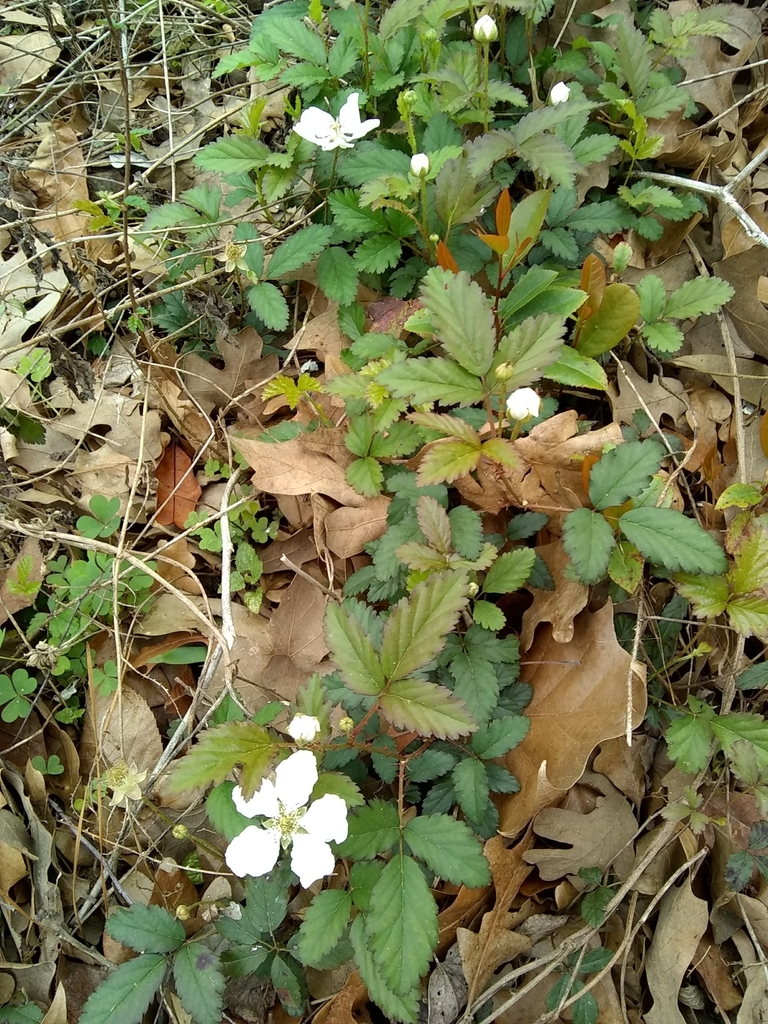 southern dewberry from 4501 Woodway Dr, Houston, TX 77024, USA on ...