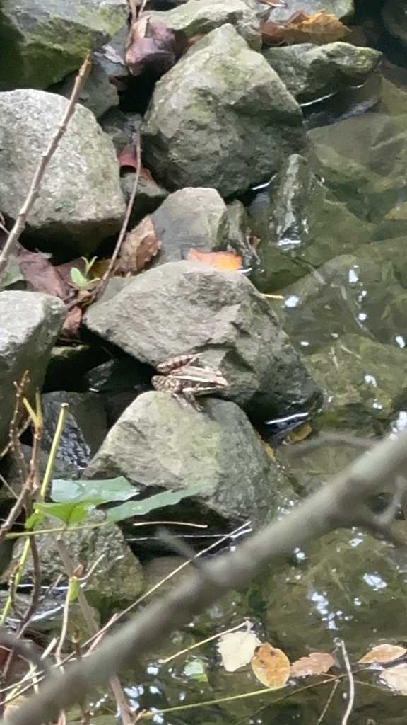 Southern Leopard Frog from Clubhouse Cir, Farmville, VA, US on August ...