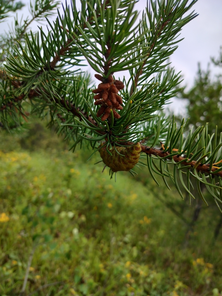 Jack pine from Murillo, ON P0T 2G0, Canada on August 29, 2023 at 10:21 ...