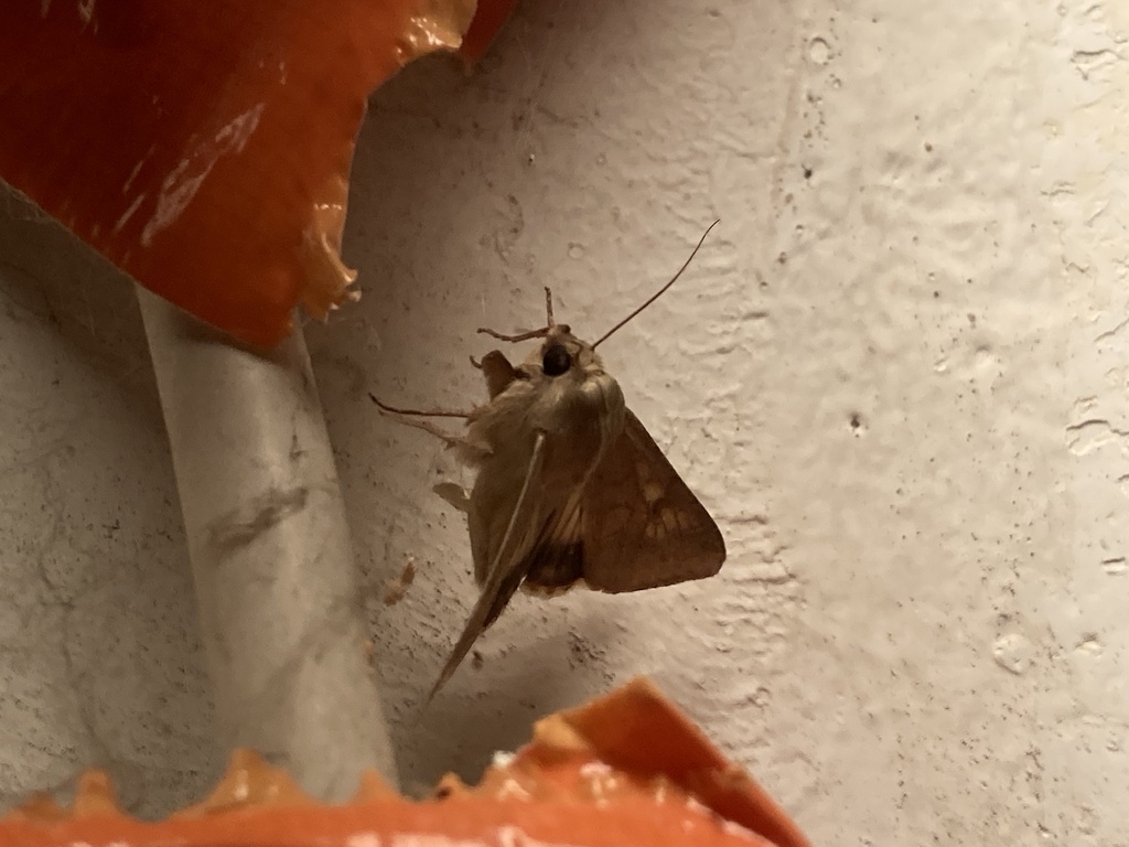 Cotton Bollworm Moth from Rue Augereau, Montpellier, Occitanie, FR on ...