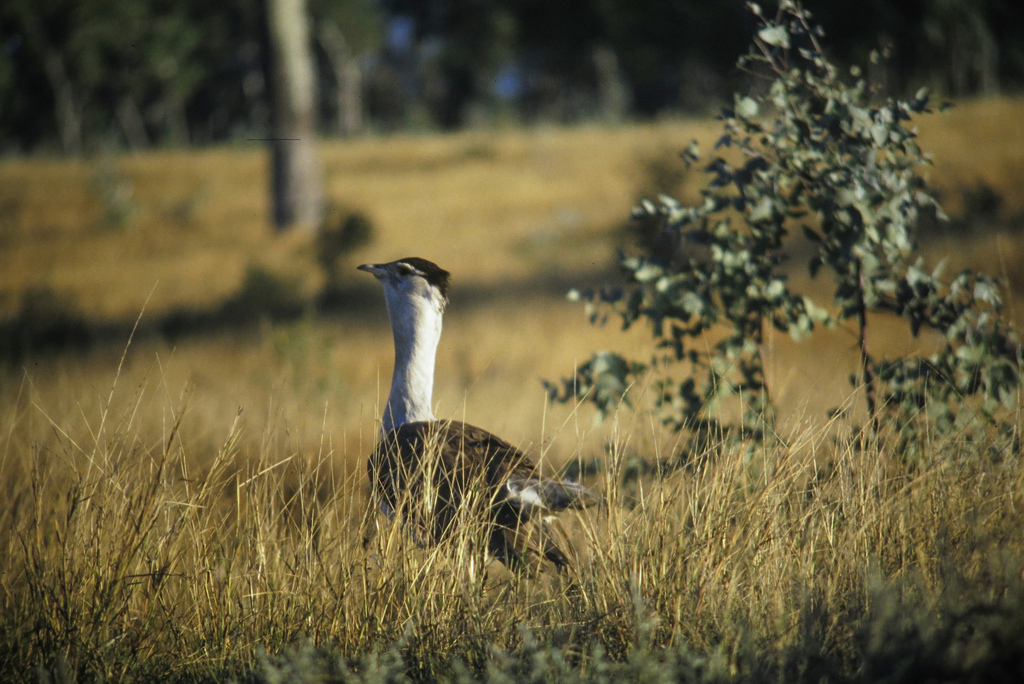 Australian Bustard from Nandowrie QLD 4722, Australia on August 9, 1988 ...