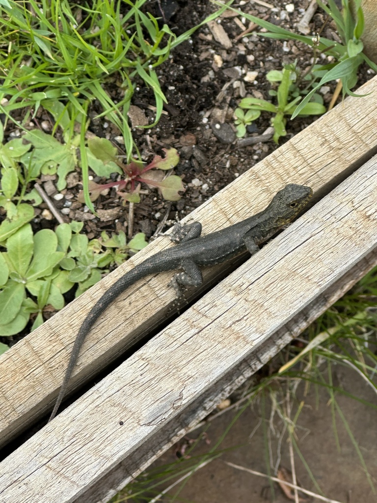 Blue-Green Smooth-throated Lizard from Ruta O-672, Florida, Biobío, CL ...
