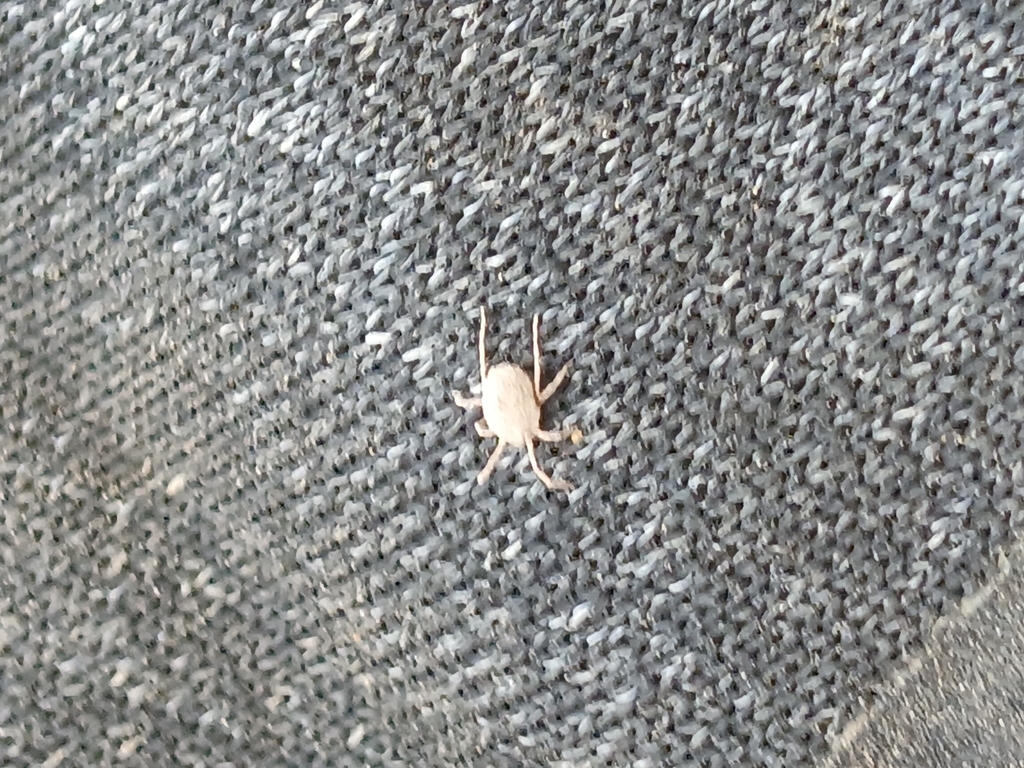 Mites and Ticks from El Paso County, US-TX, US on May 30, 2023 at 04:03 ...